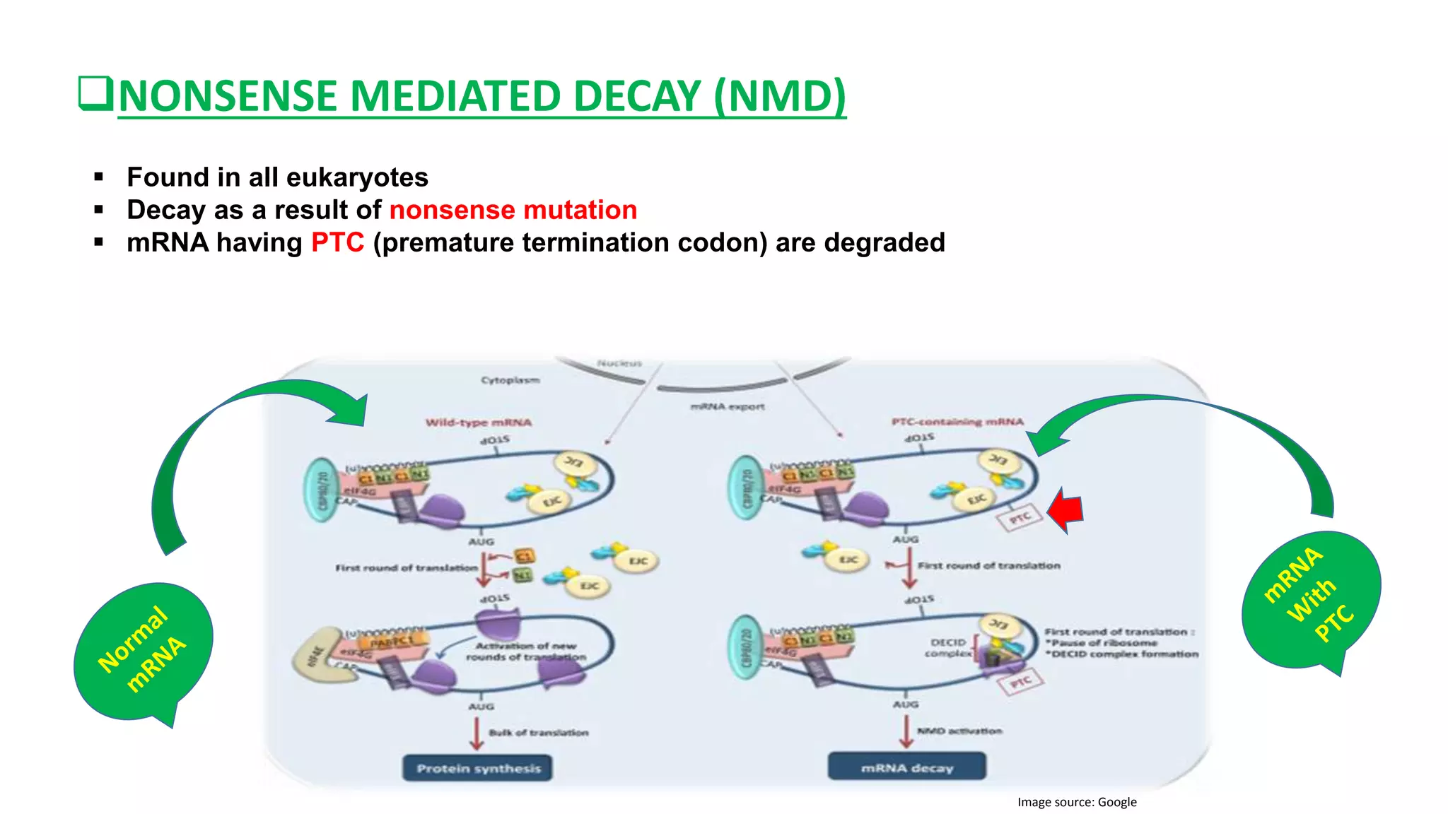 Cytoplasmic surveillance and RNA degredation | PPTX