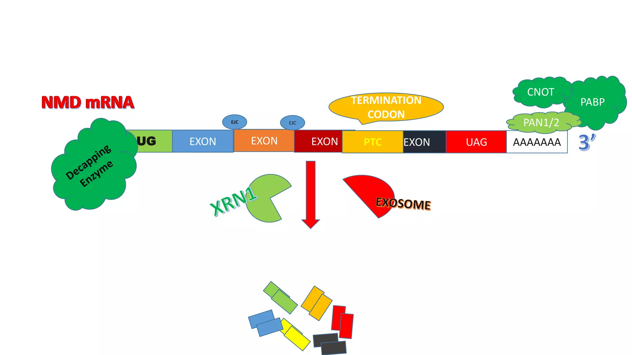 Cytoplasmic surveillance and RNA degredation | PPTX