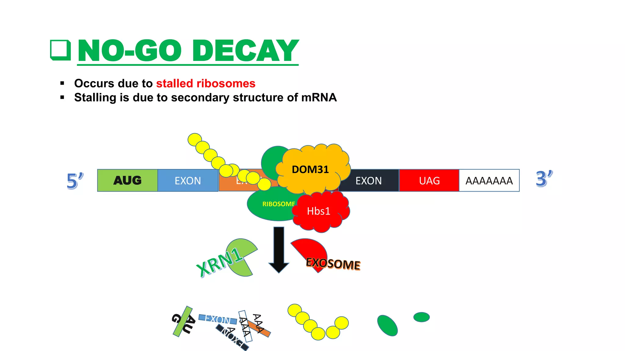 Cytoplasmic surveillance and RNA degredation | PPTX