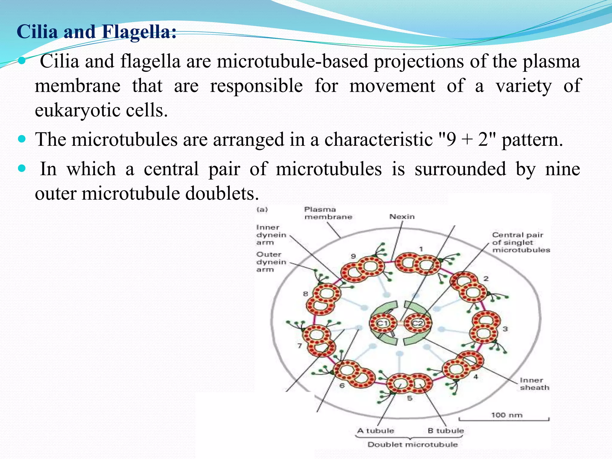 Cytoskeletal structures | PPTX