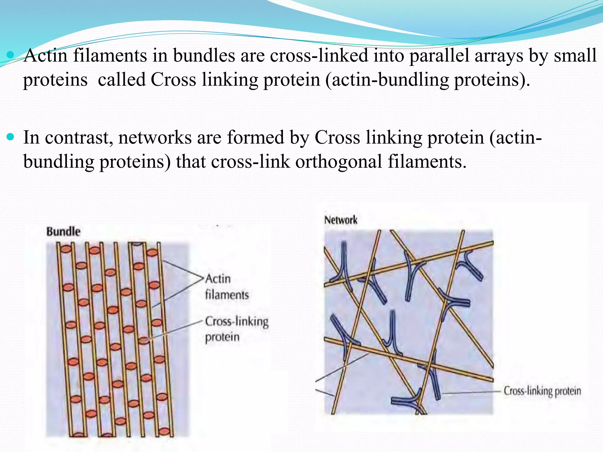 Cytoskeletal structures | PPTX