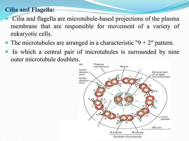Cytoskeletal structures | PPTX | Biological Sciences | Science