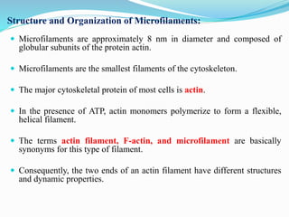 Cytoskeletal structures | PPTX | Biological Sciences | Science