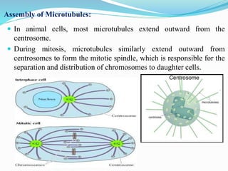 Cytoskeletal structures | PPTX | Biological Sciences | Science