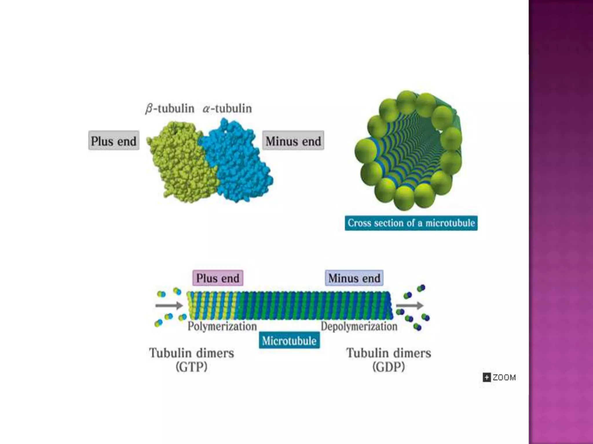 Cytoskeleton Pptx