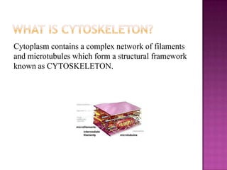 Cytoskeleton Definition