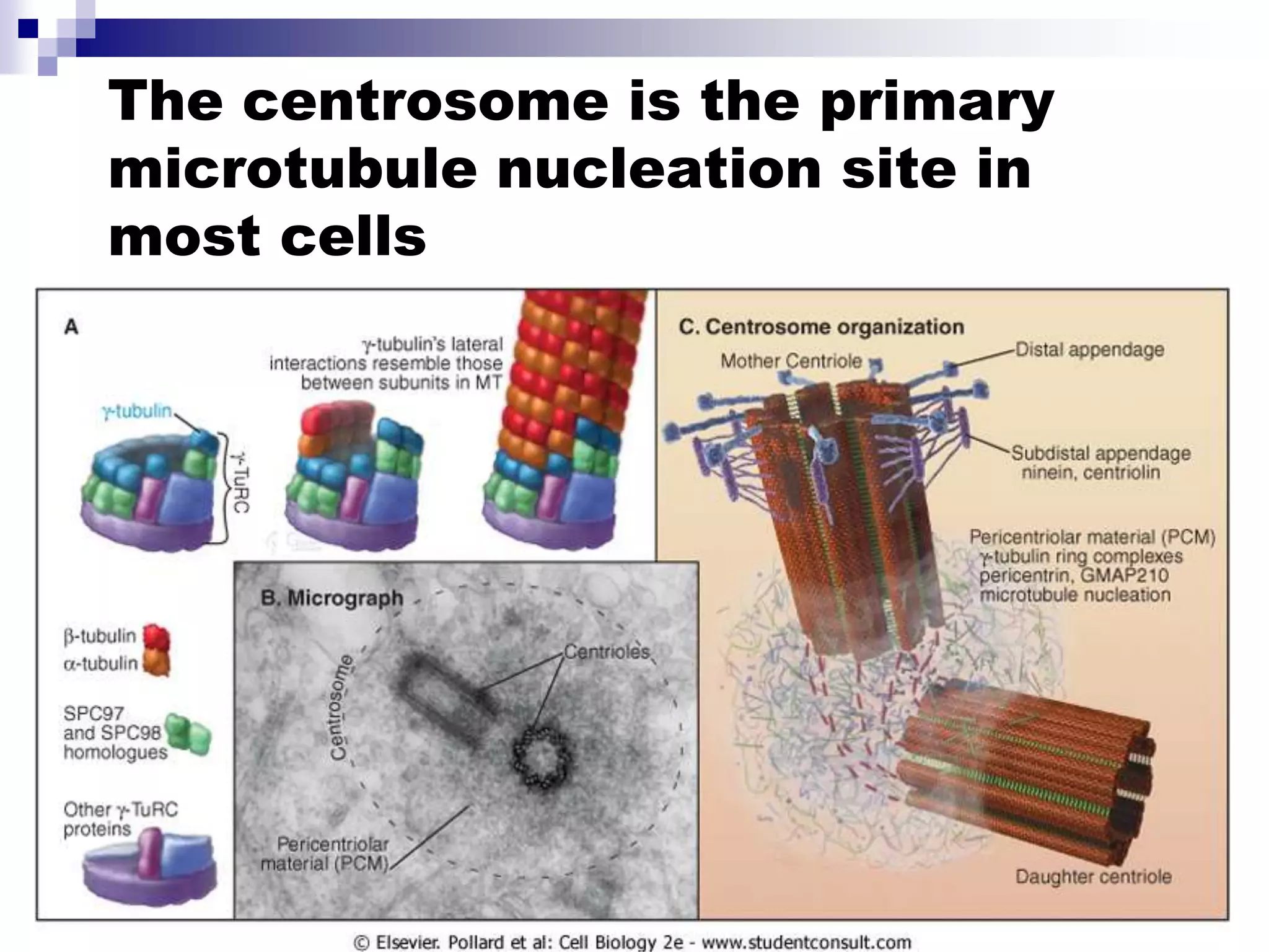 STPM Form 6 Biology Cytoskeleton | PPTX