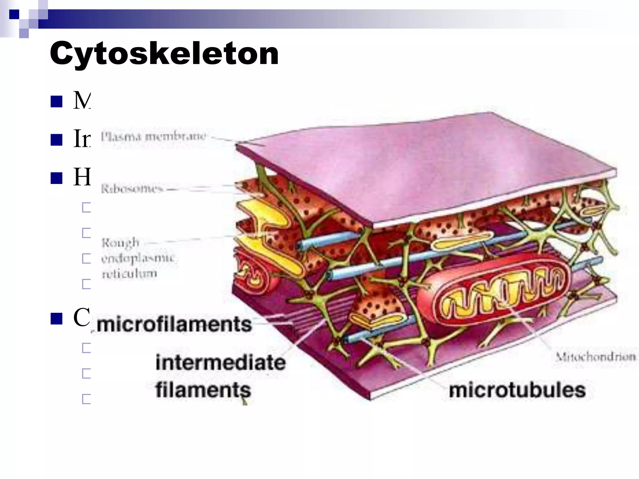 STPM Form 6 Biology Cytoskeleton | PPT