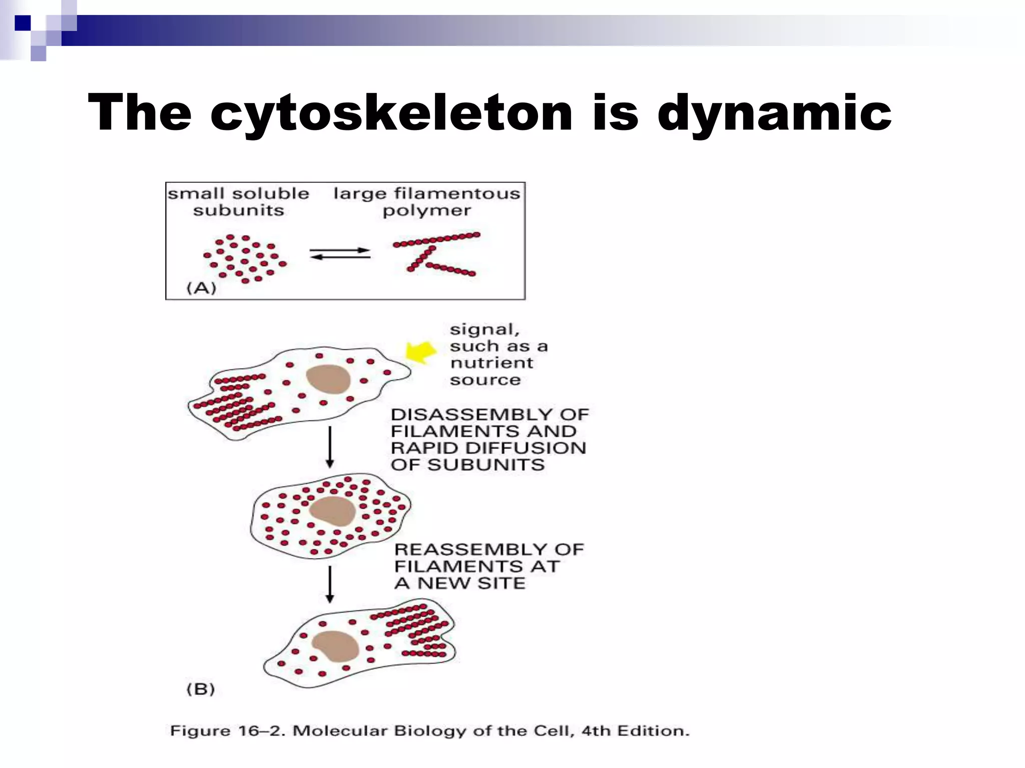 STPM Form 6 Biology Cytoskeleton | PPTX