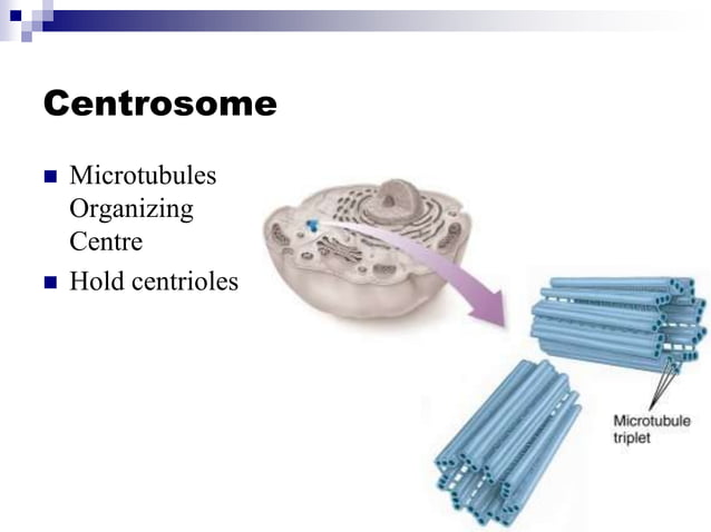 STPM Form 6 Biology Cytoskeleton | PPTX