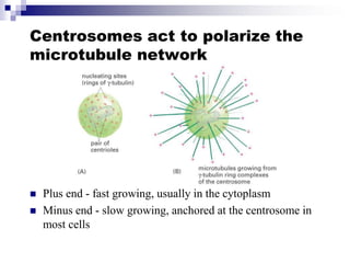 STPM Form 6 Biology Cytoskeleton | PPTX