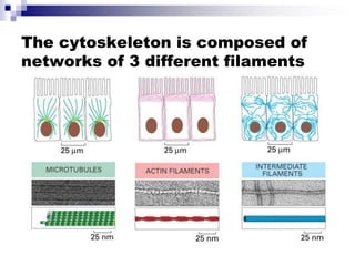 STPM Form 6 Biology Cytoskeleton | PPTX
