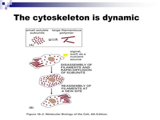STPM Form 6 Biology Cytoskeleton | PPTX