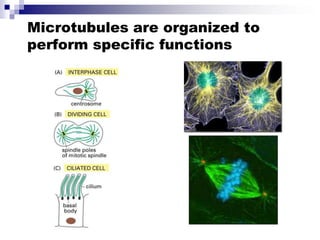 STPM Form 6 Biology Cytoskeleton | PPTX