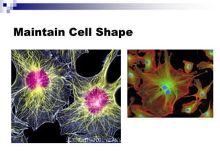 STPM Form 6 Biology Cytoskeleton | PPTX