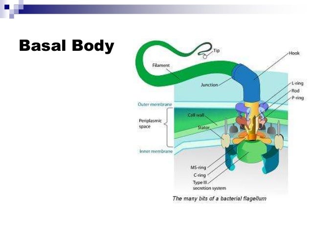 STPM Form 6 Biology Cytoskeleton