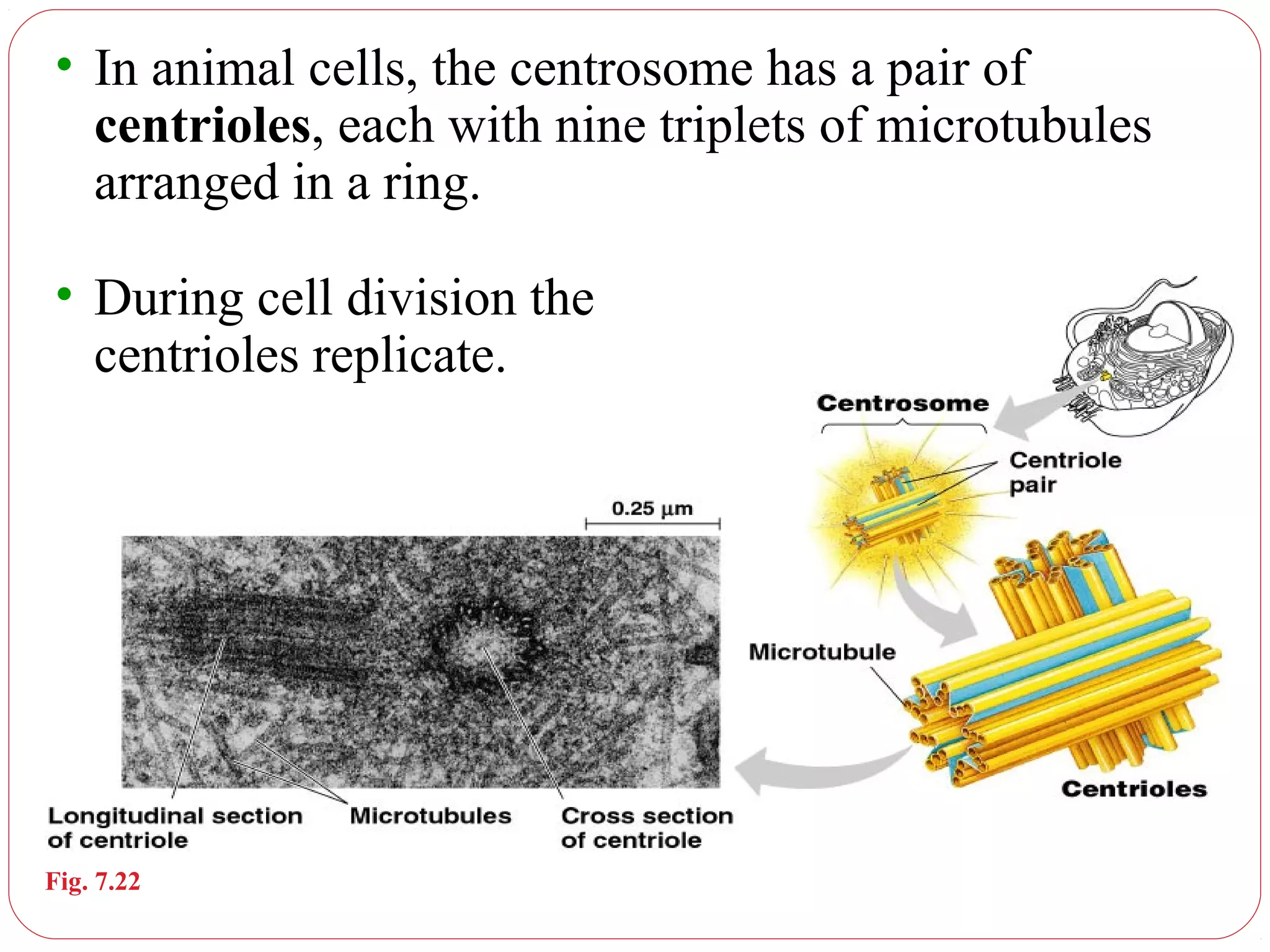 Cytoskeleton | PPT