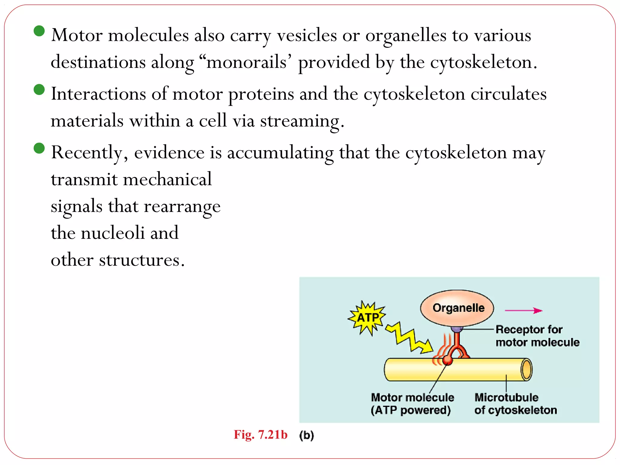 Cytoskeleton | PPT