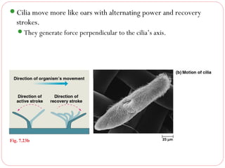 Cytoskeleton | PPT