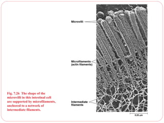 Cytoskeleton | PPT