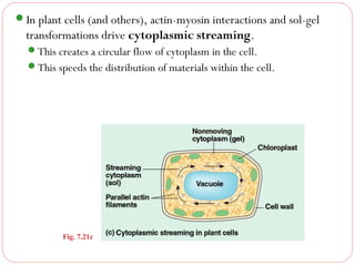 Cytoskeleton | PPT