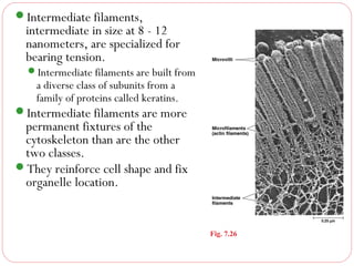 Cytoskeleton | PPT