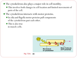 Cytoskeleton | PPT