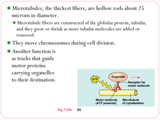 Cytoskeleton | PPT