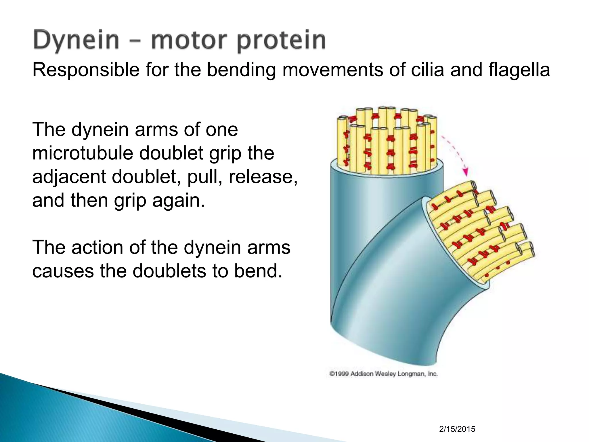 Cytoskeleton | PPTX