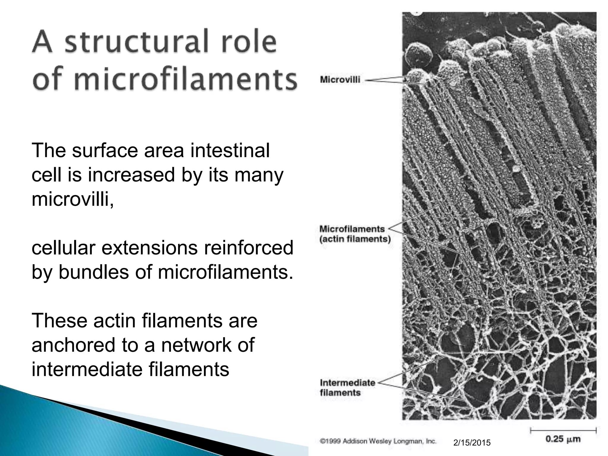 Cytoskeleton | PPTX