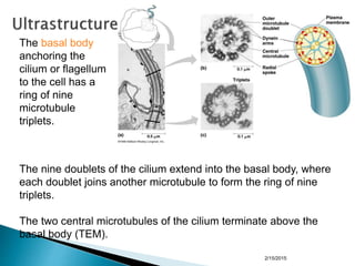 Cytoskeleton | PPT