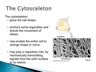 Cytoskeleton | PPTX