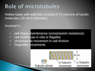 Cytoskeleton | PPTX