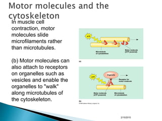 Cytoskeleton | PPTX