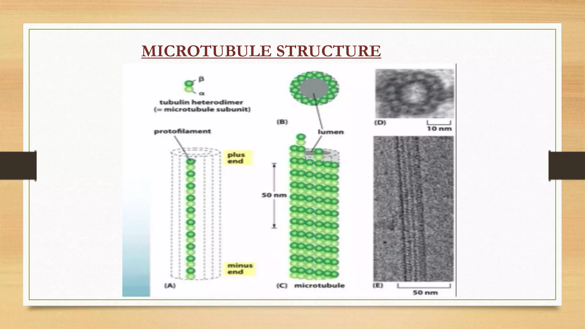 Cytoskeleton | PDF