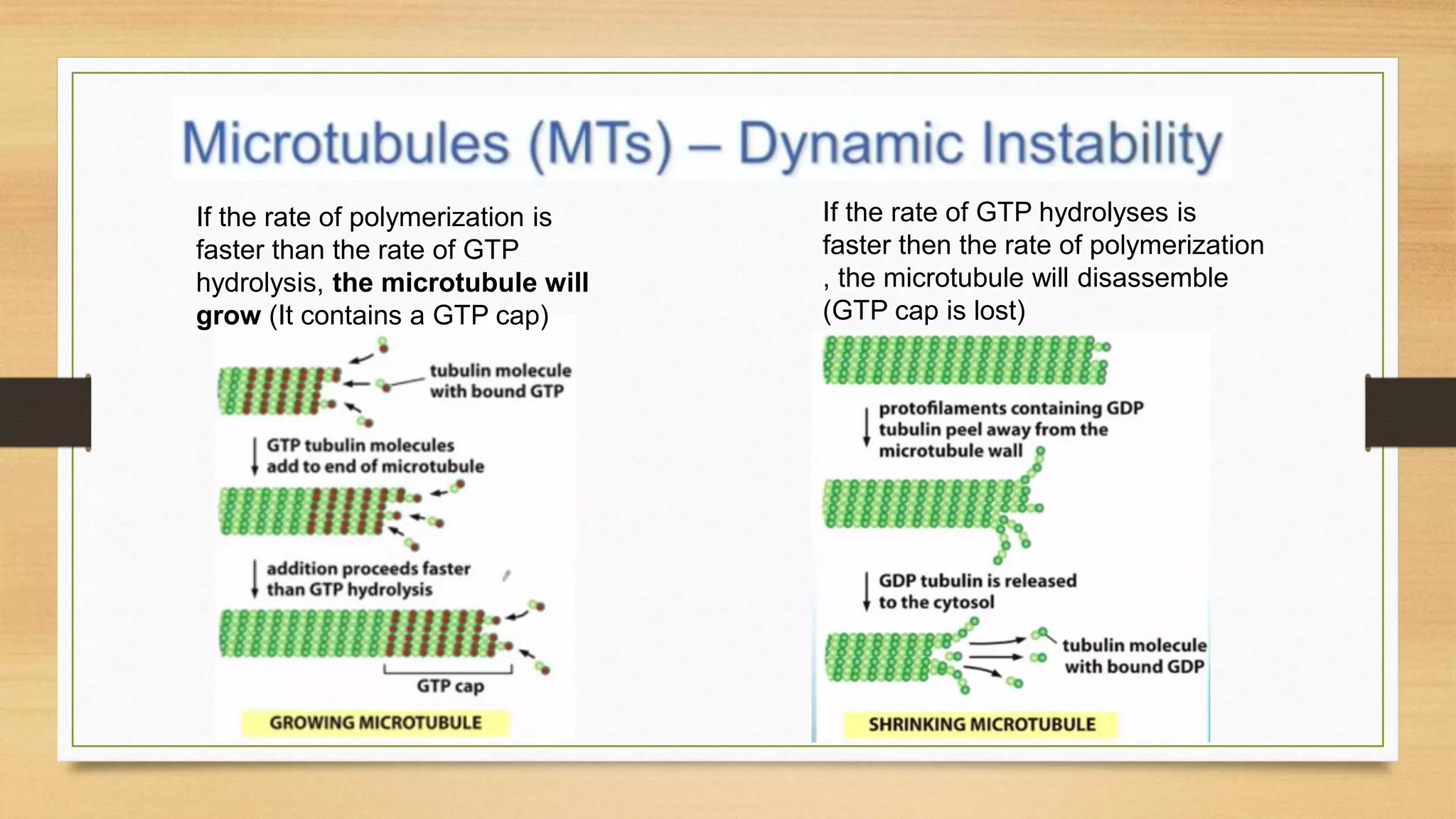 Cytoskeleton | PDF