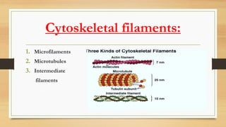 Cytoskeleton | PDF