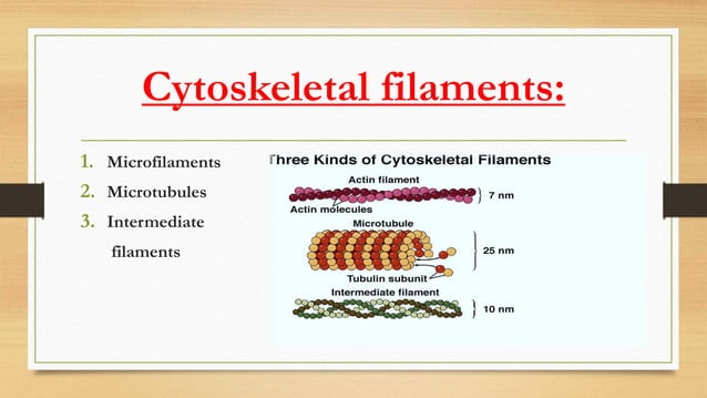 Cytoskeleton | PDF | Biological Sciences | Science