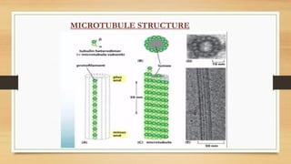 Cytoskeleton | PDF