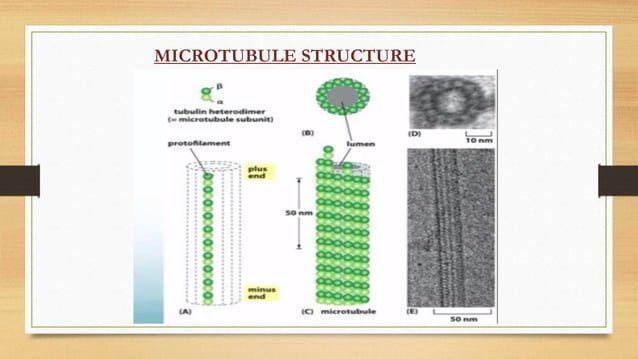 Cytoskeleton | PDF | Biological Sciences | Science