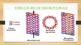 Cytoskeleton | PDF