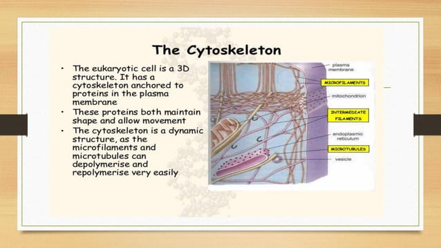 Cytoskeleton | PDF | Biological Sciences | Science