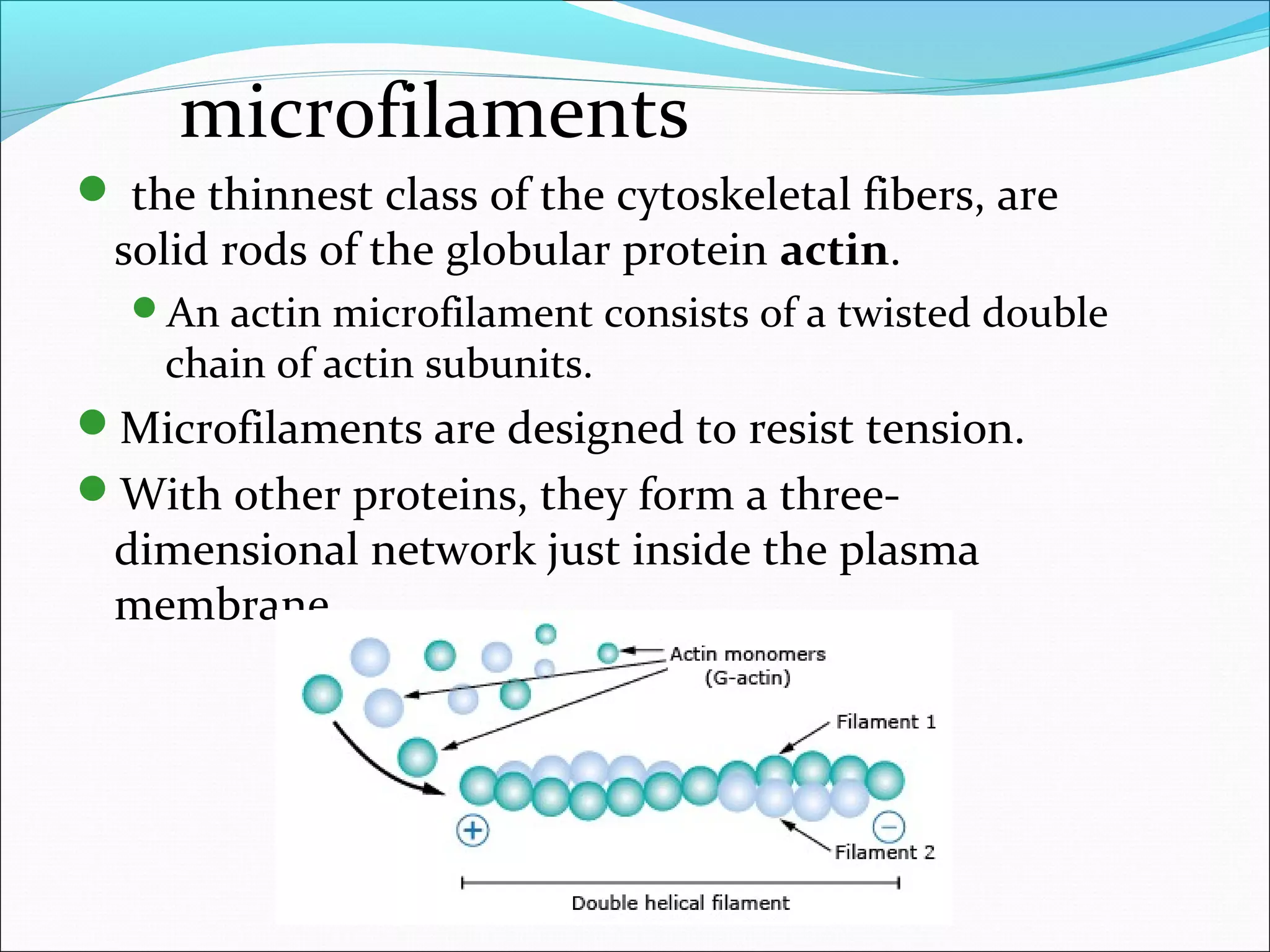 microtubules and microfilaments | PPT