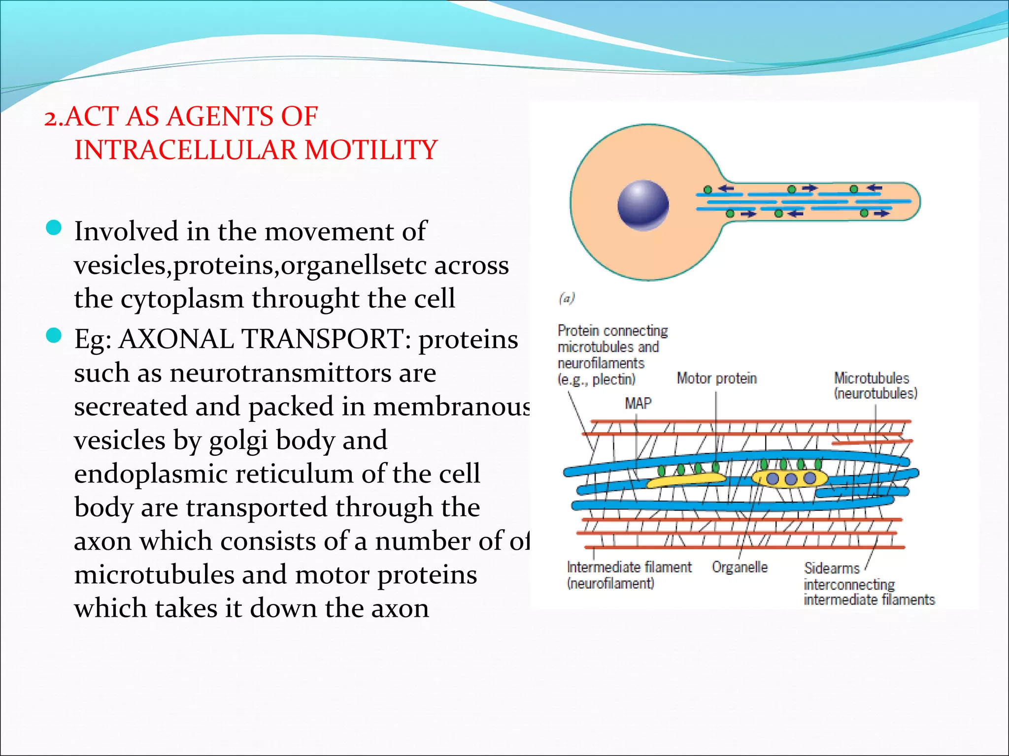 microtubules and microfilaments | PPT