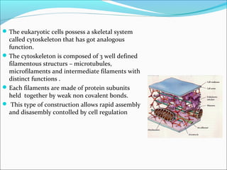 Microfilaments And Microtubules In An Animal Cell