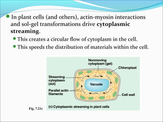Microfilaments And Microtubules In A Plant Cell