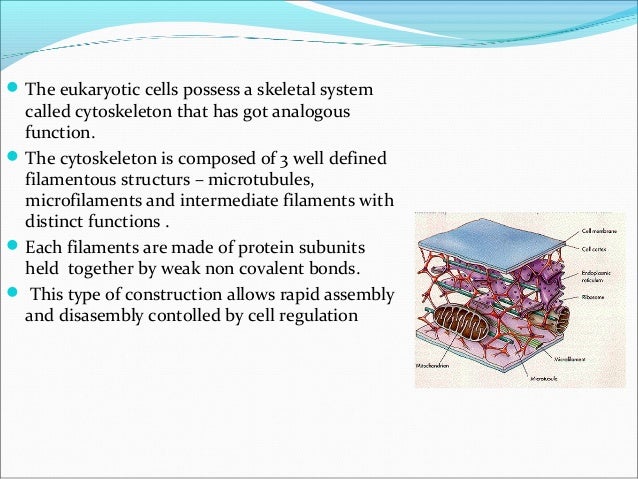 Microtubules And Microfilaments