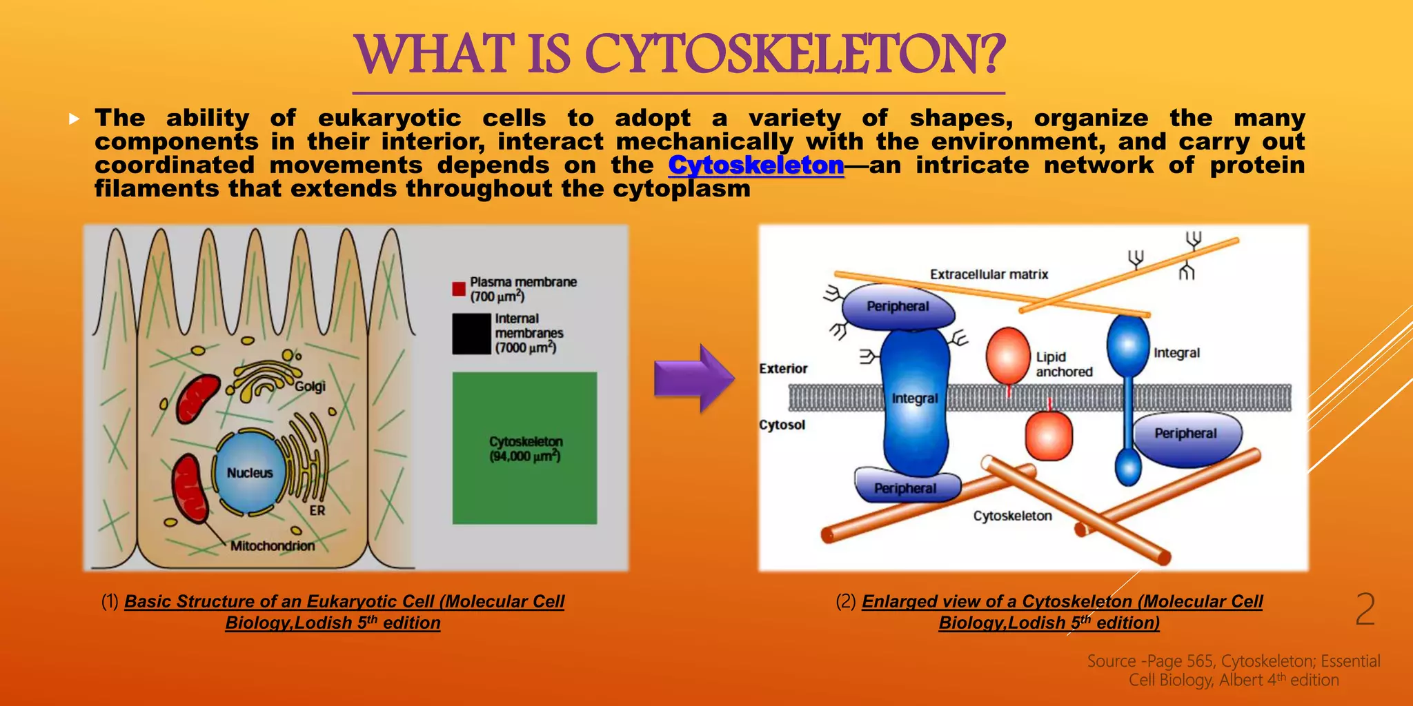 Cytoskeleton | PPTX