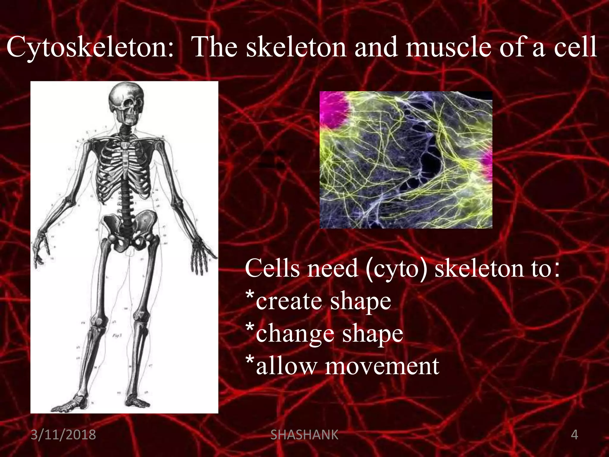 Cytoskeleton | PPTX