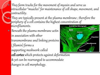 Cytoskeleton | PPTX
